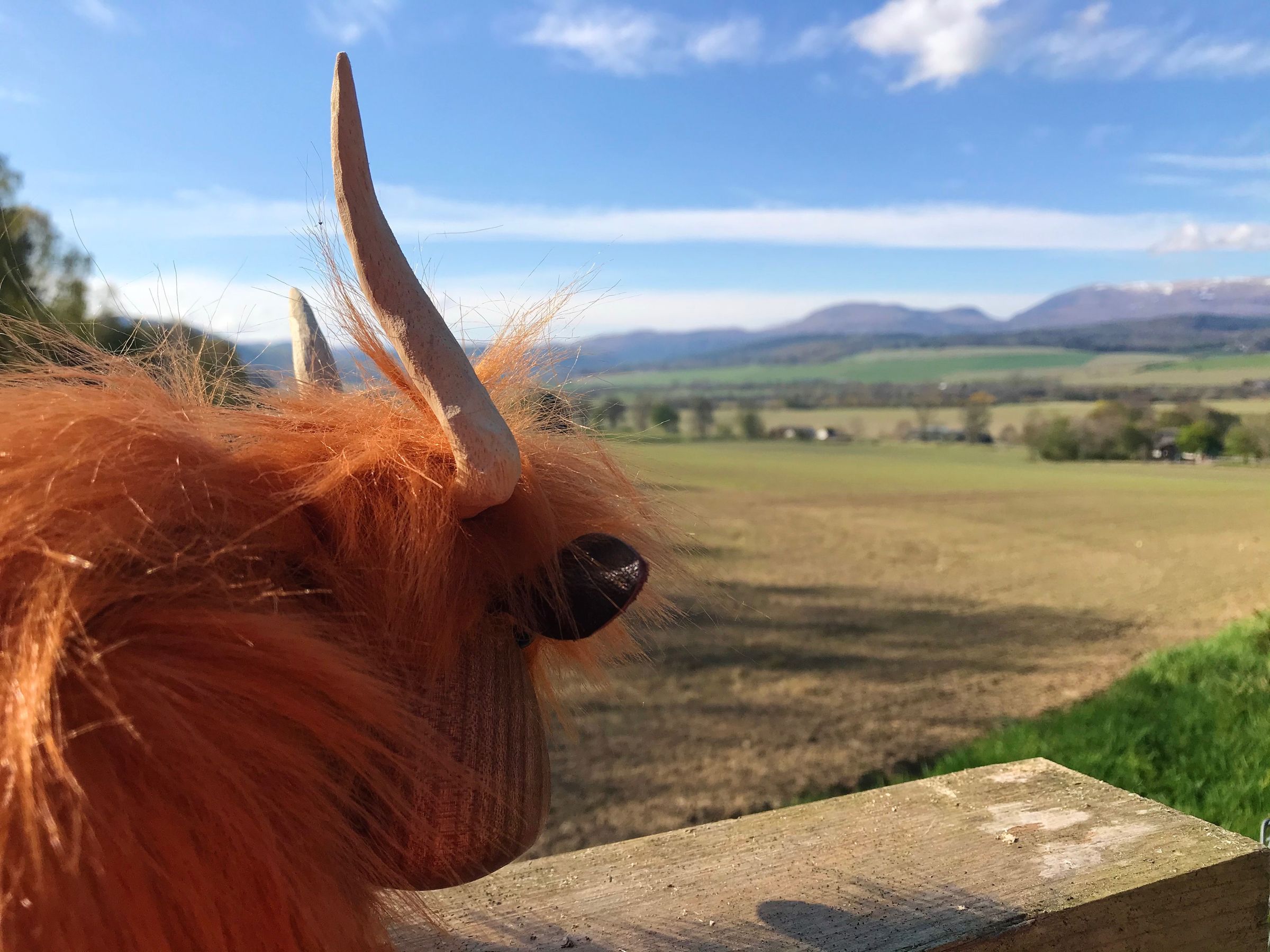 Highland Cow From Scraps on a Woodlathe : 9 Steps (with Pictures ...