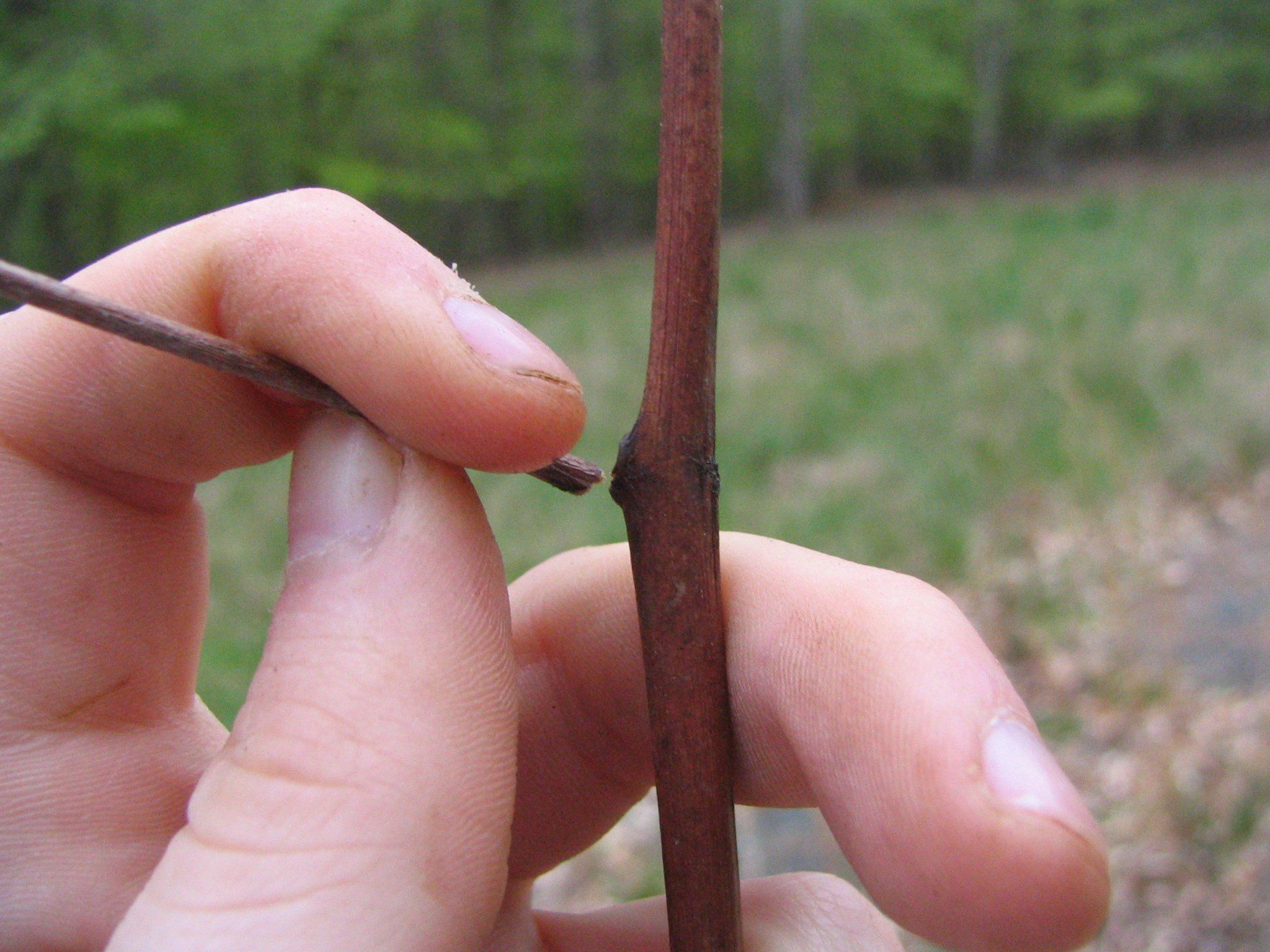 Make Rope Out of Dead Plants -- With No Tools : 7 Steps (with Pictures ...