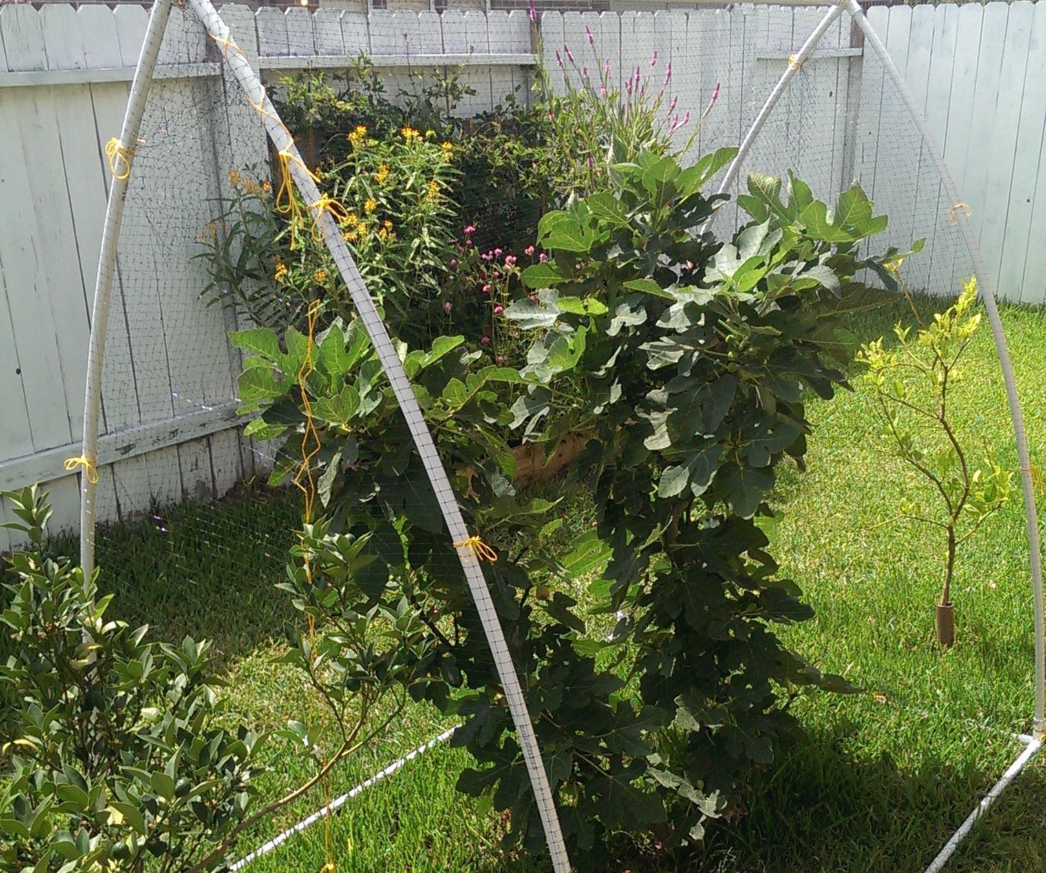 Fig Tree Protector : 6 Steps (with Pictures) - Instructables