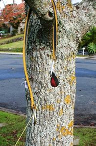How to Get a Rope Into a Tree (without Climbing It) : 6 Steps ...