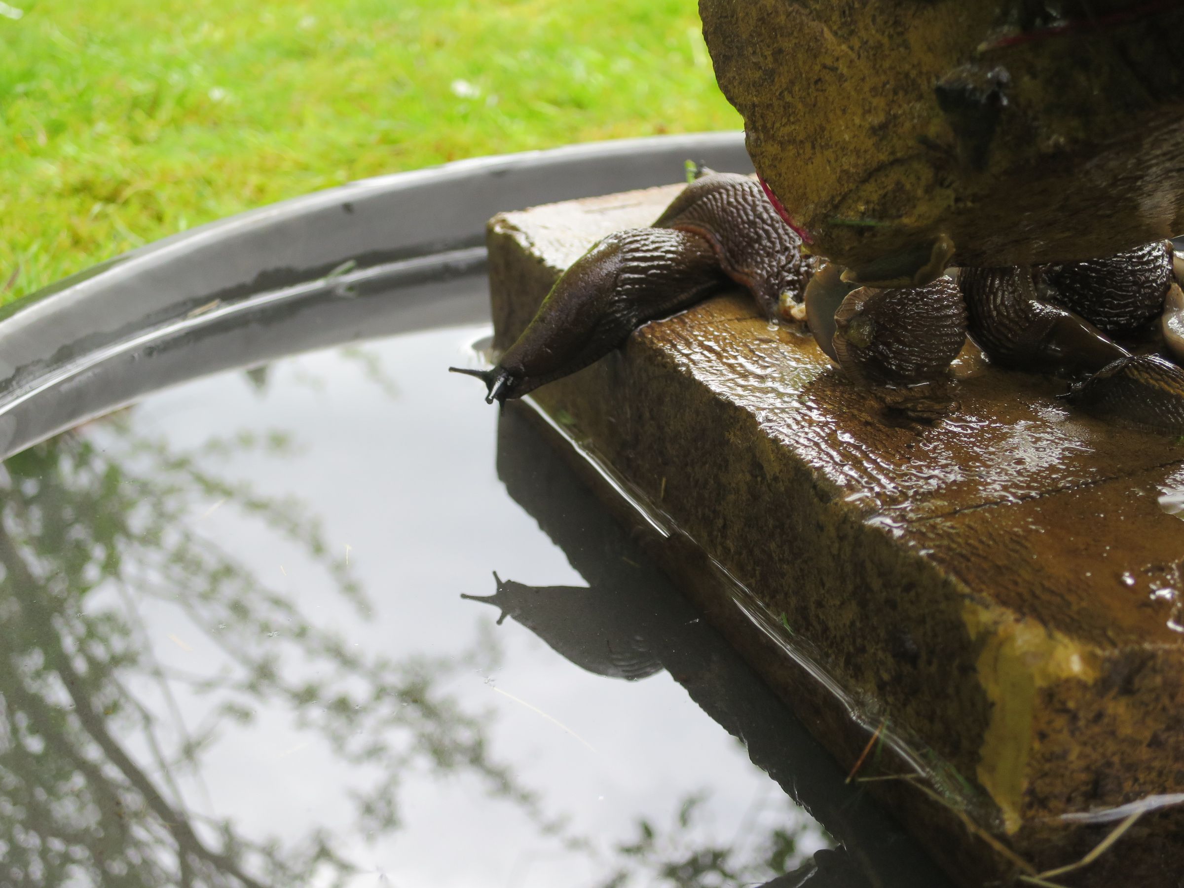 Teaching Birds to Eat Invasive Slugs/ a Poison Free Slug Killer : 6 ...