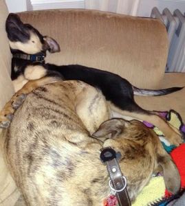 How to Choose a Second Dog : 9 Steps (with Pictures) - Instructables