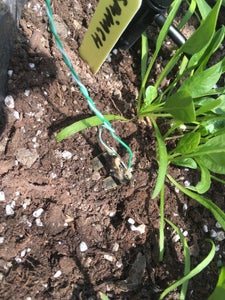 Automated Greenhouse With Arduino Mega : 5 Steps (with Pictures) - Instructables