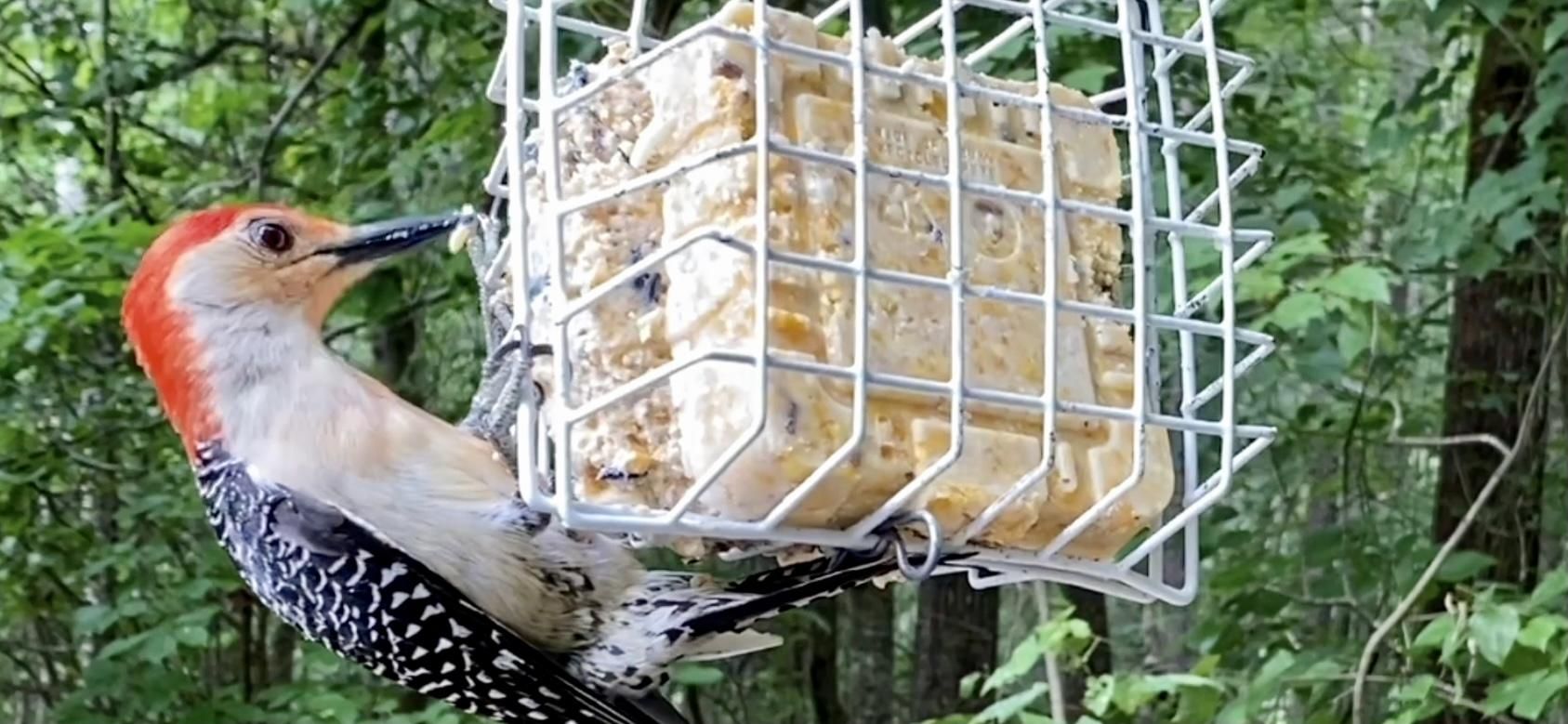 Super Easy 3 Cake Suet Feeder : 5 Steps (with Pictures) - Instructables