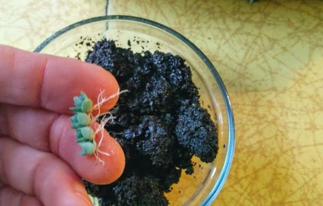 Starting Succulents in Coffee Grounds : 5 Steps (with Pictures ...