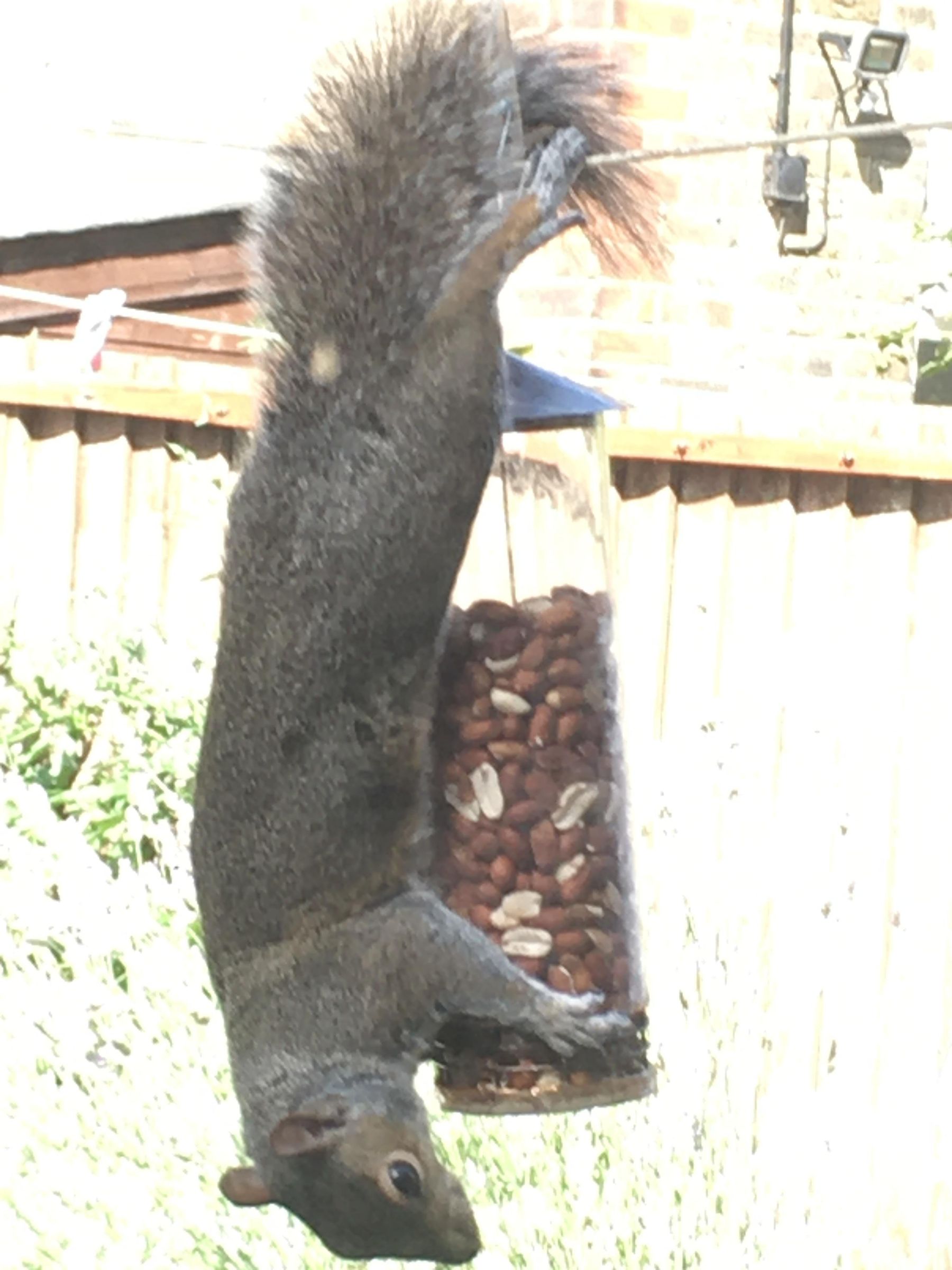 Squirrel Proof Bird Feeder Challenge : 43 Steps (with Pictures ...