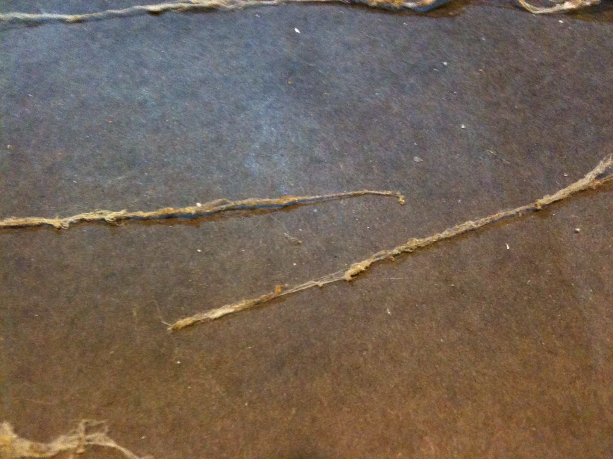 How to Make Spider Silk Thread : 8 Steps (with Pictures) - Instructables