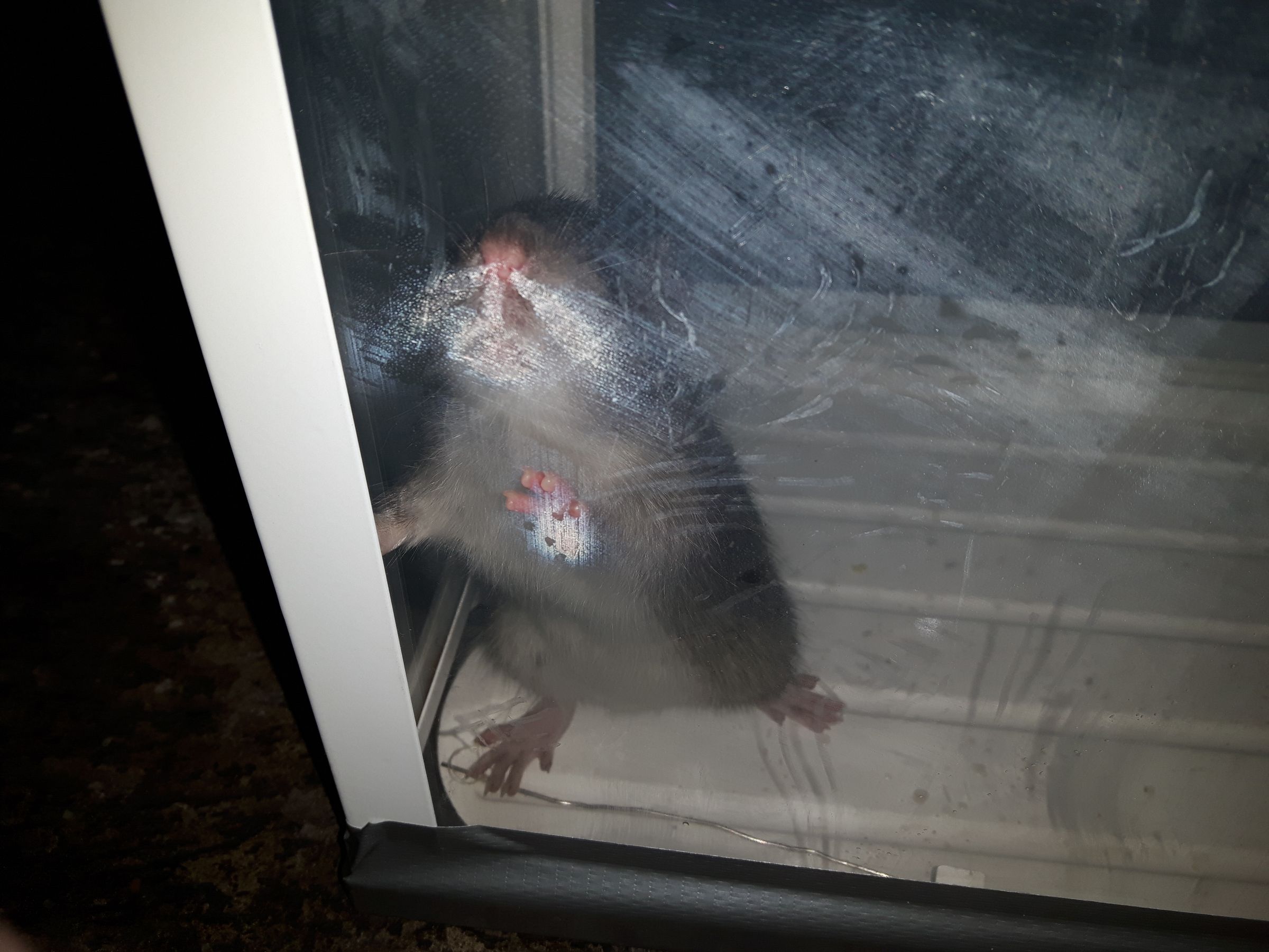 IKEA Greenhouse Rat Trap : 6 Steps (with Pictures) - Instructables