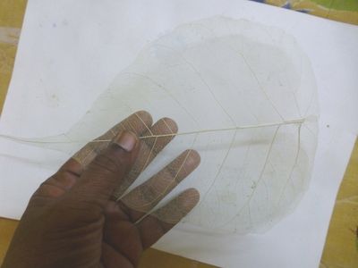How to Make Skeleton Leaves : 4 Steps (with Pictures) - Instructables