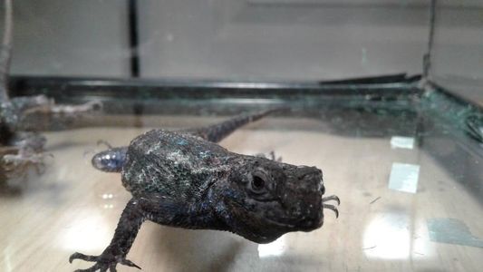 How to Care for a Blue Belly Lizard : 15 Steps - Instructables