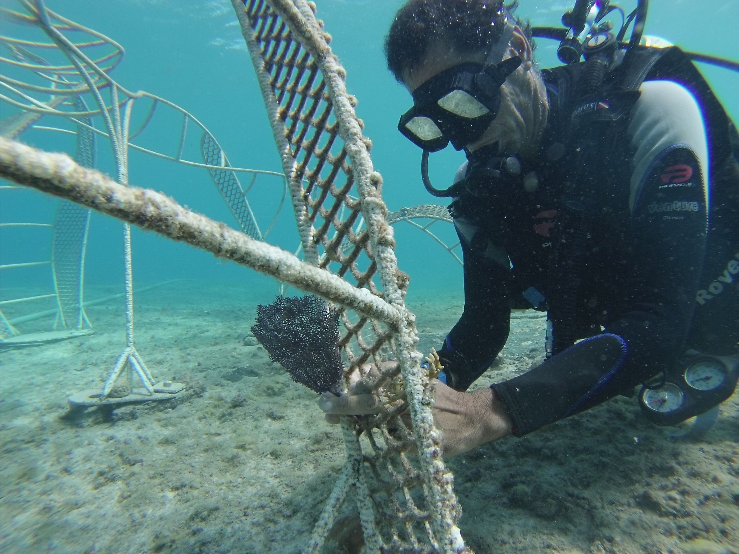 Transplanting Corals : 4 Steps (with Pictures) - Instructables