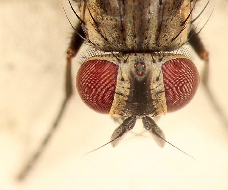 The FLY : 4 Steps - Instructables