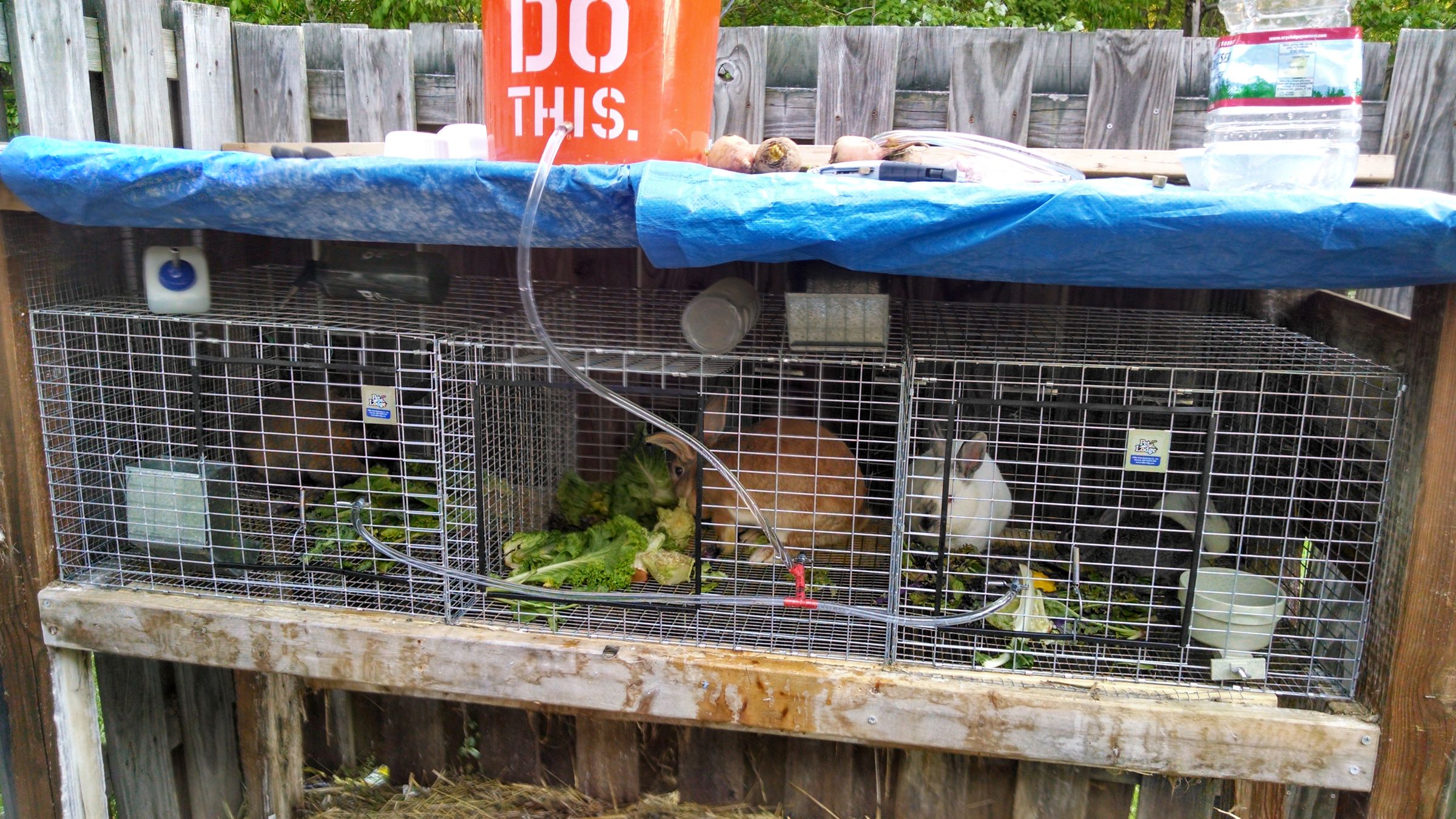 Small Rabbit Farming : 7 Steps (with Pictures) - Instructables