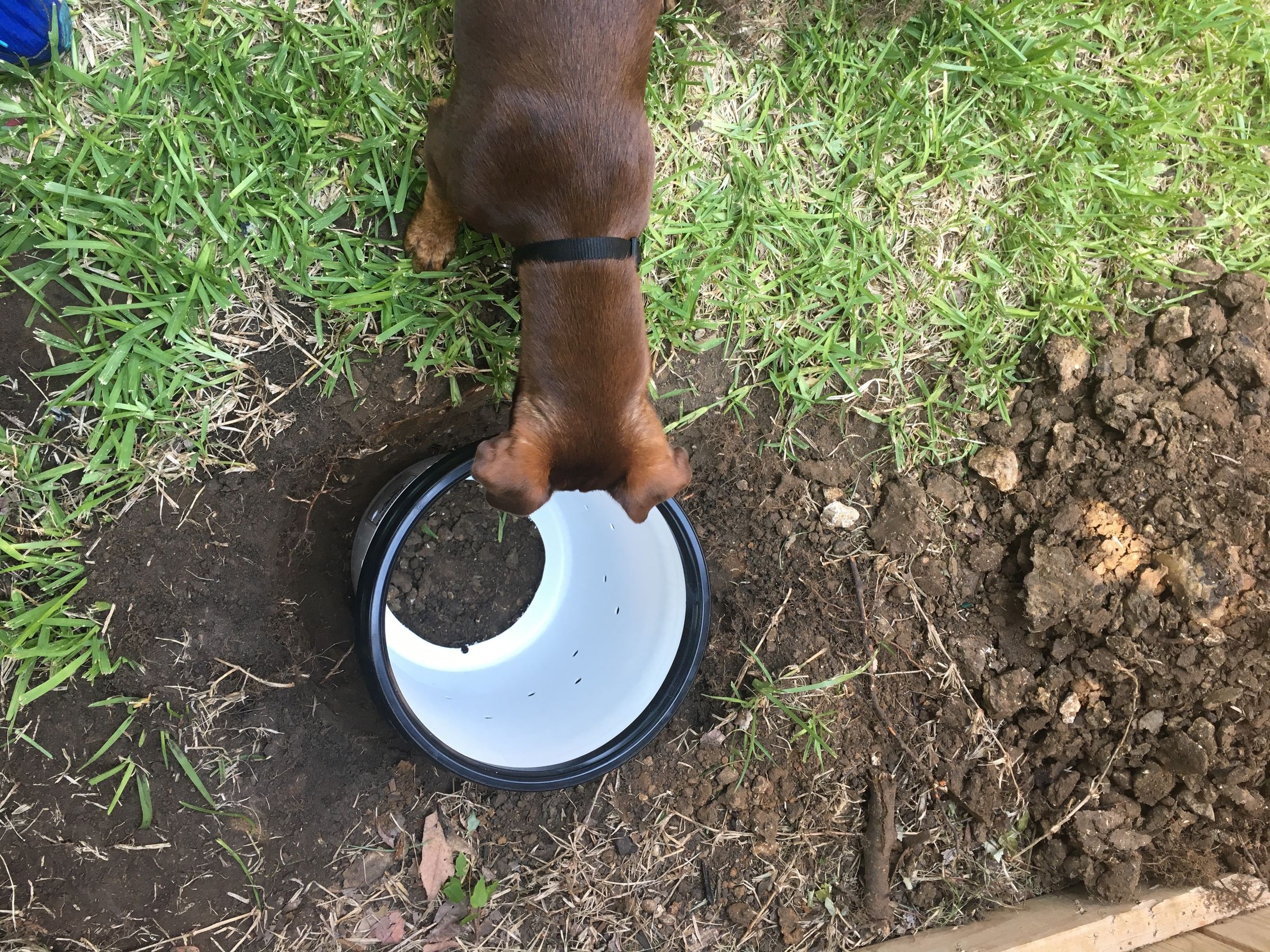 DIY Doggie Septic System With Natural Starter : 14 Steps (with Pictures ...