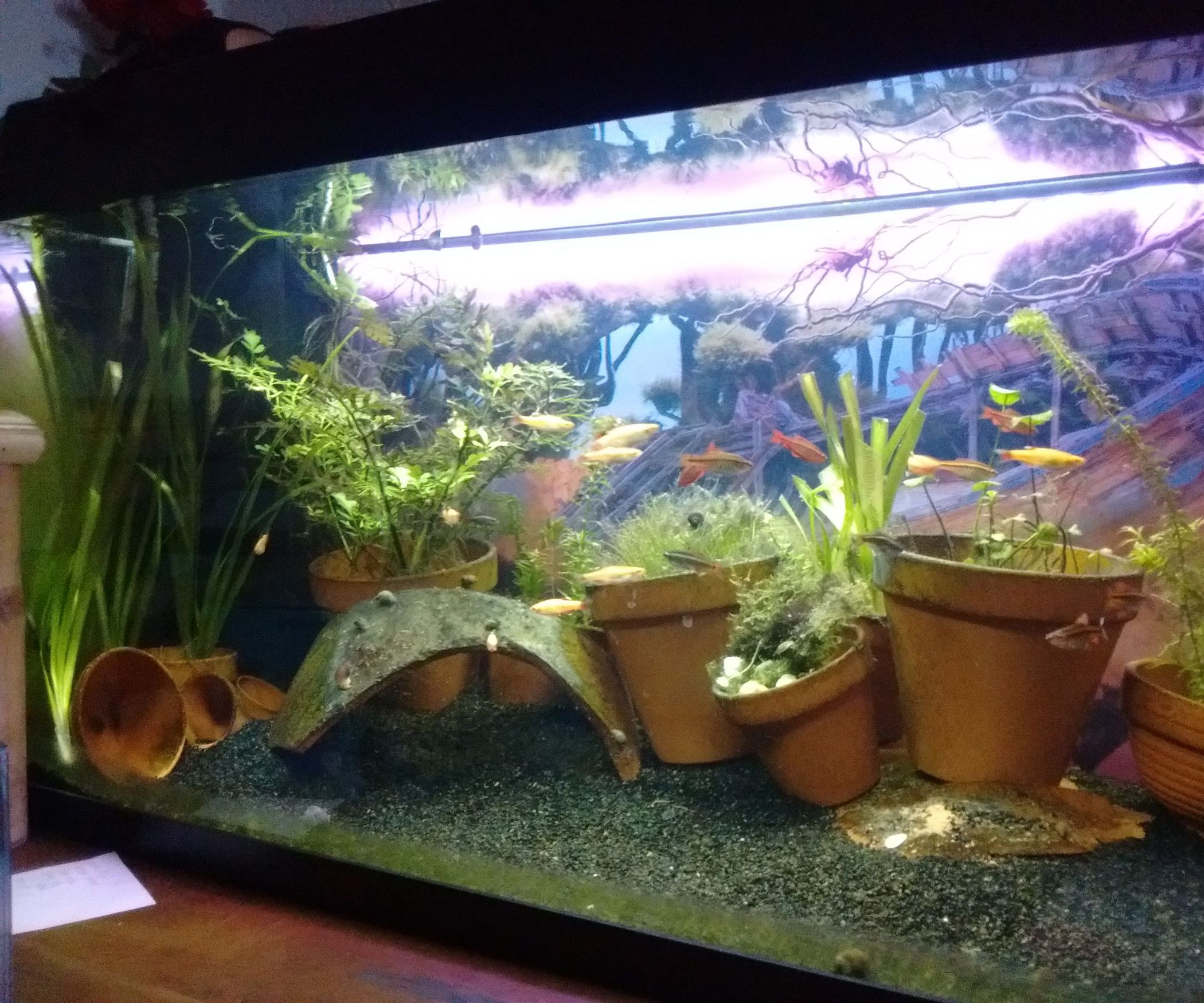 Aquarium Diorama With Ledstrip : 7 Steps (with Pictures) - Instructables