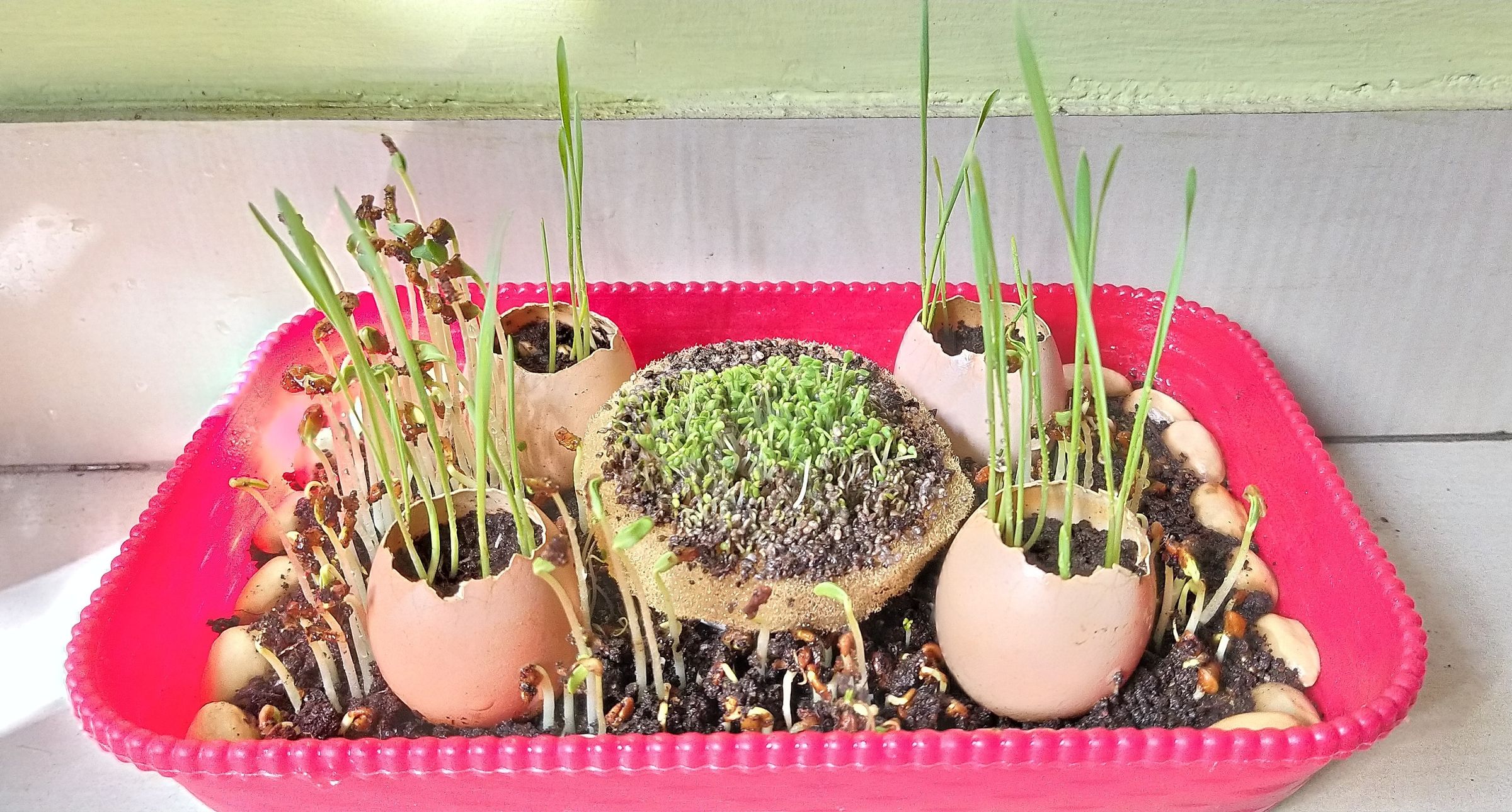 Micro Greens - Perfect for Indoors : 22 Steps (with Pictures ...