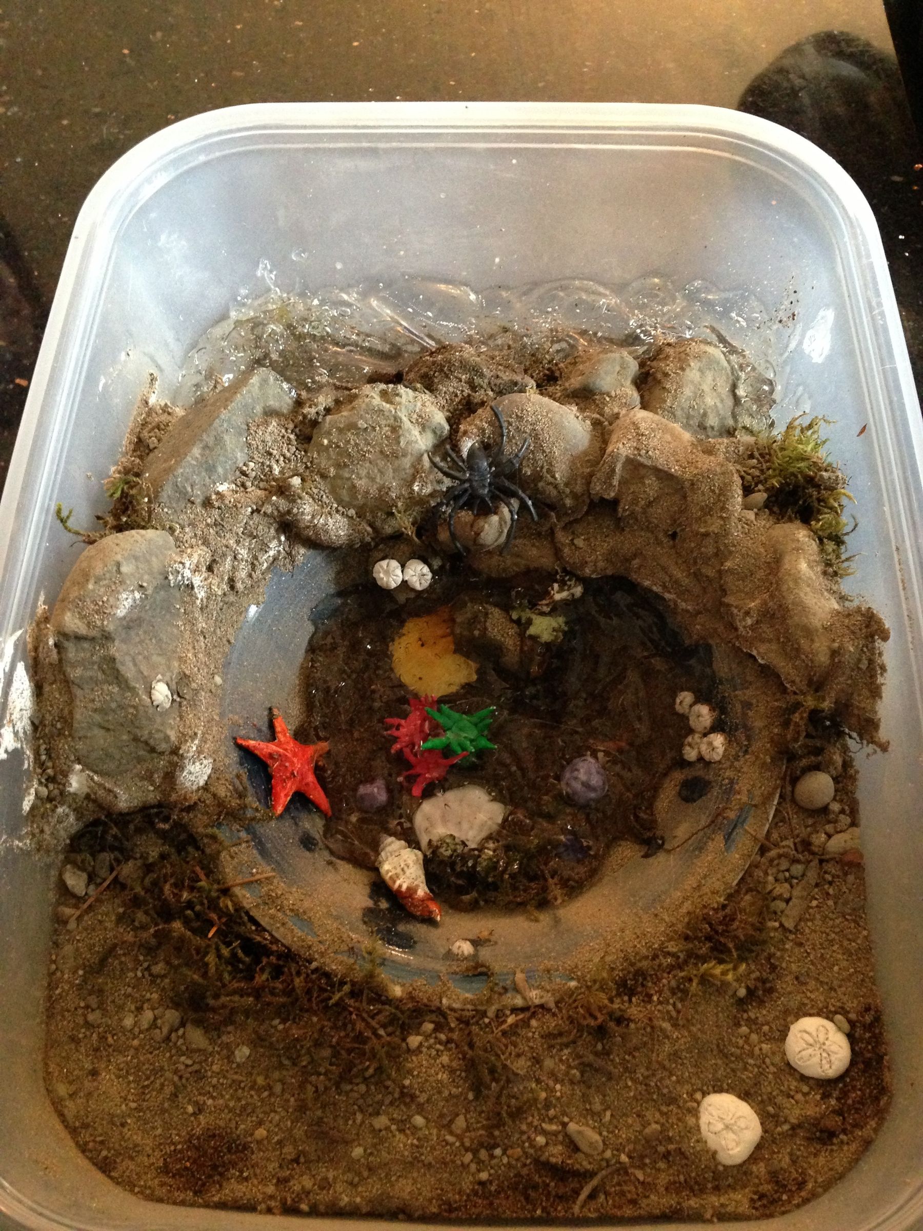 the tide pool diorama DIY Project - Step-by-Step DIY Project | FindingDIY
