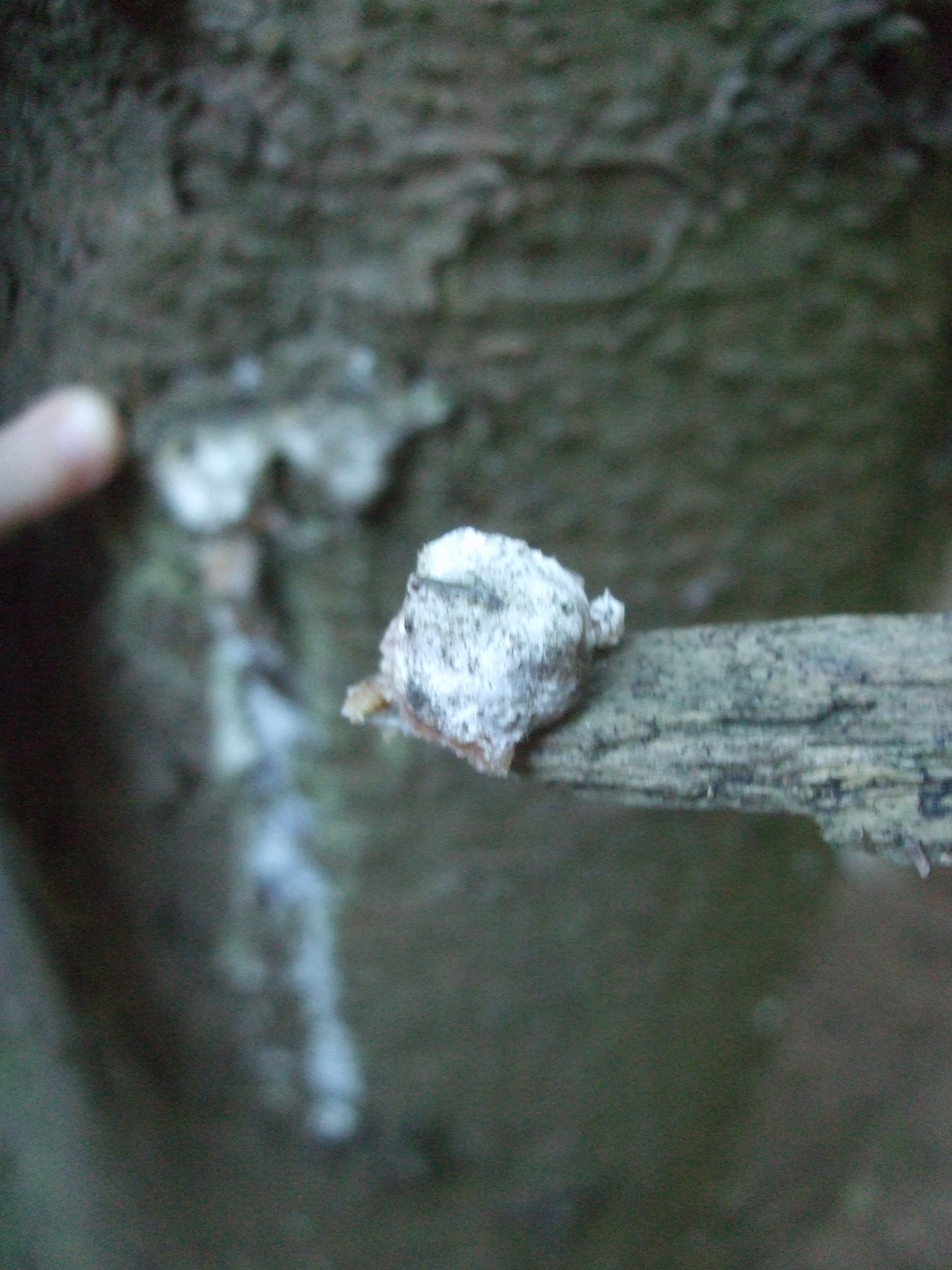 How to Resinate (clean Tree Resin) : 11 Steps - Instructables