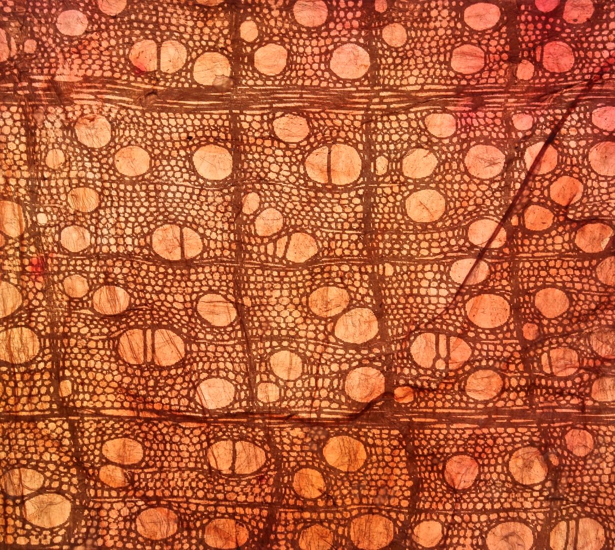 Kombucha Fabric : 6 Steps (with Pictures) - Instructables