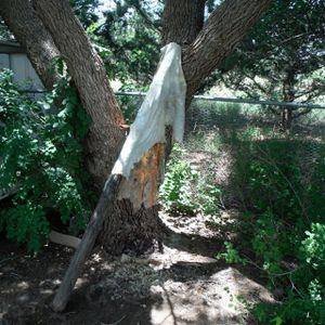 Making Buckskin : 9 Steps (with Pictures) - Instructables