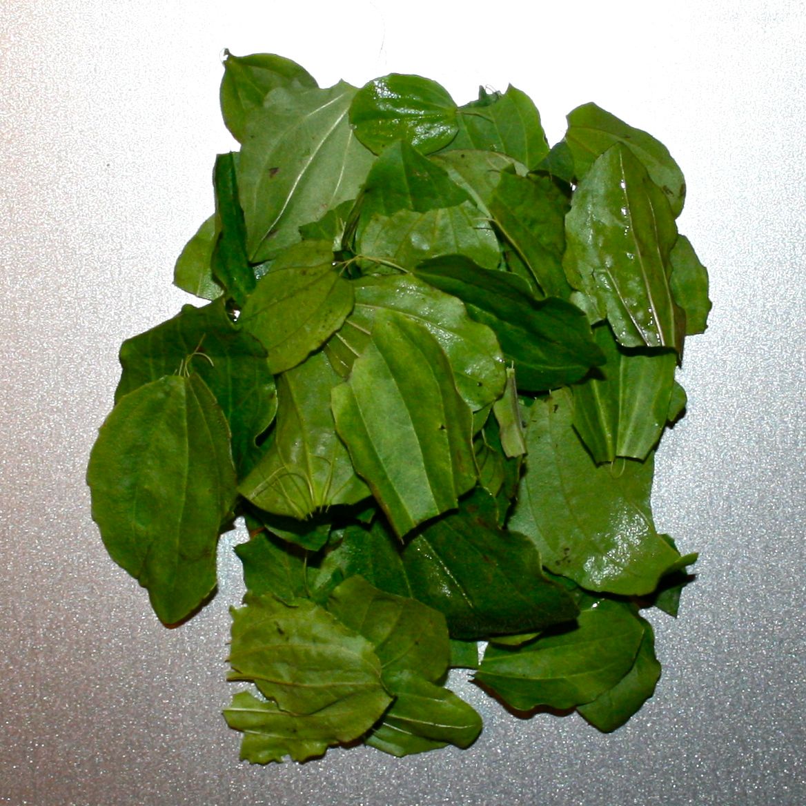 Plantain Poultice: Boils, Blisters & Bug Bites : 9 Steps (with Pictures ...