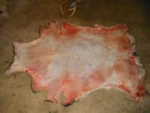 Everything You Need to Know About Tanning Animal Pelts. : 9 Steps ...