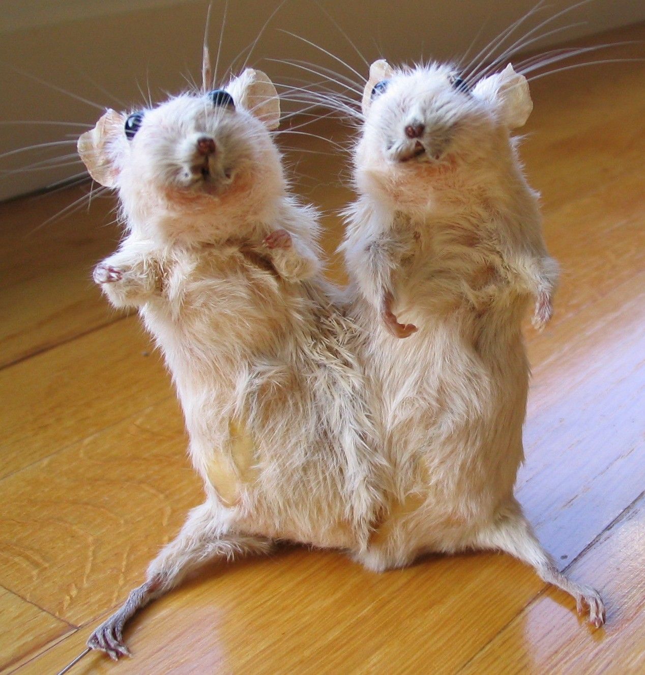 Conjoined Twin Mice : 4 Steps (with Pictures) - Instructables