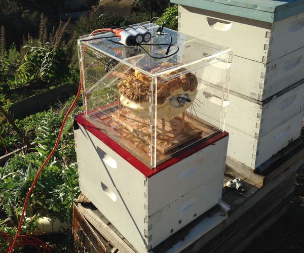Bee and Beekeeping Projects - Instructables