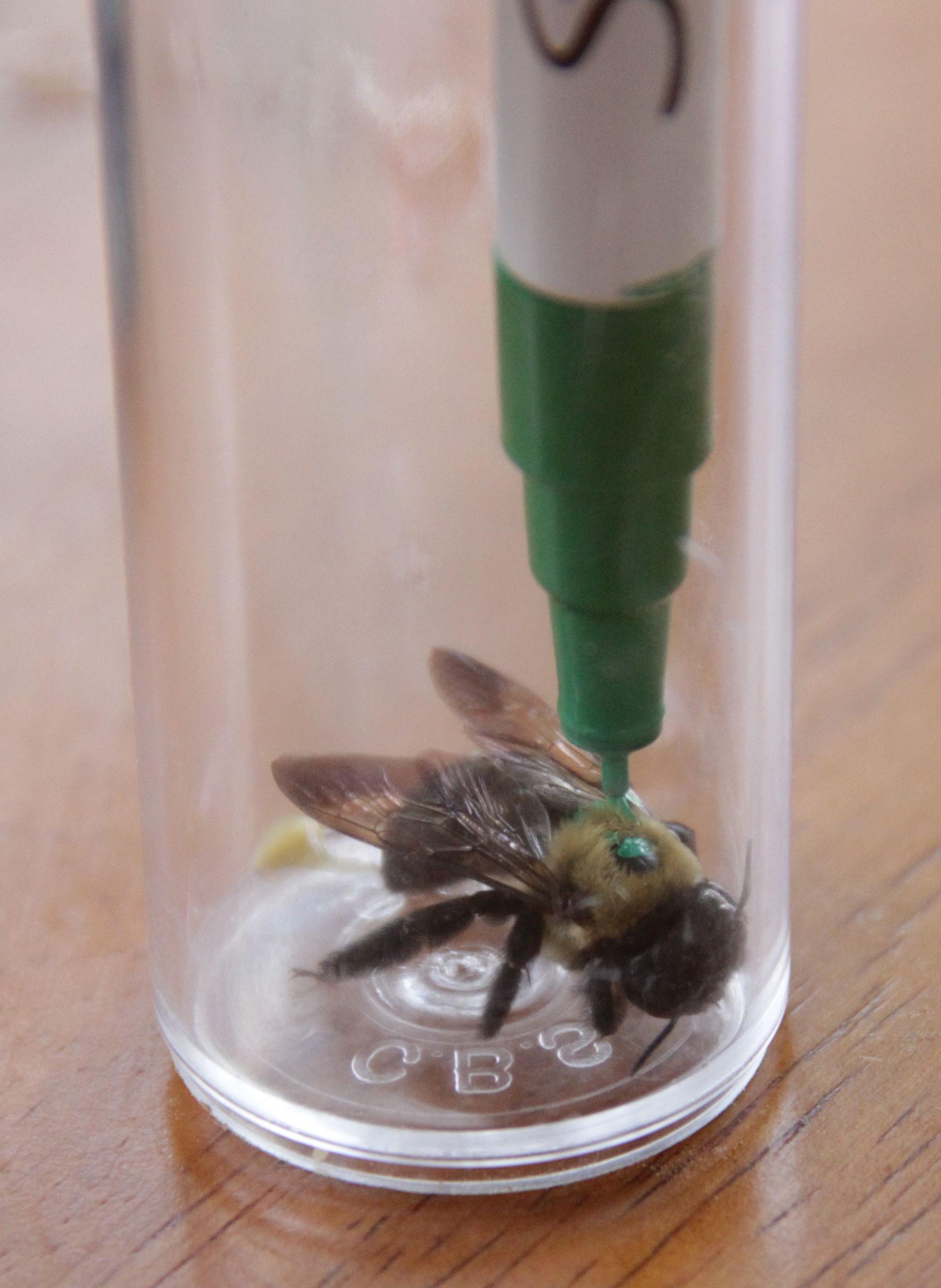 Rapid Insect Anesthesia - Instructables
