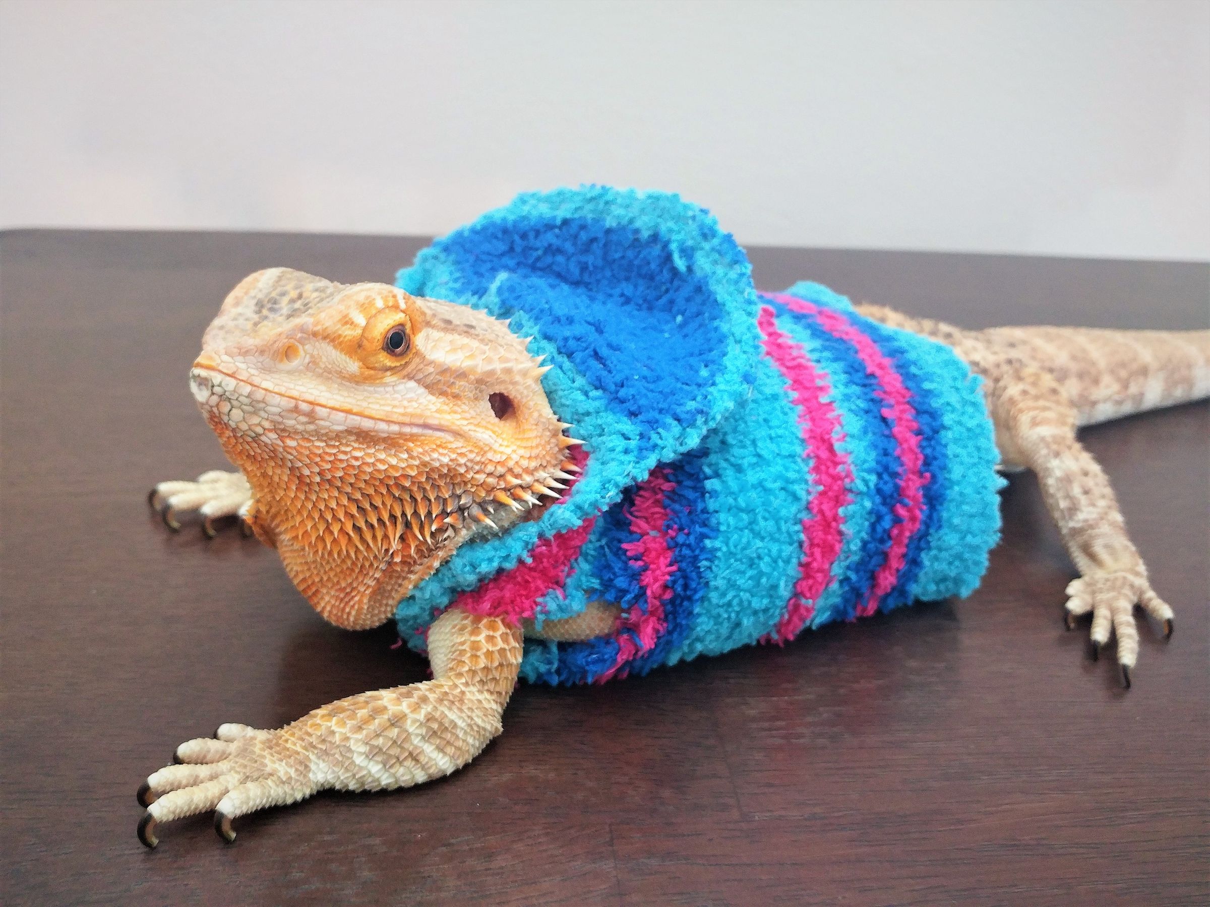 Blue Bearded Dragon