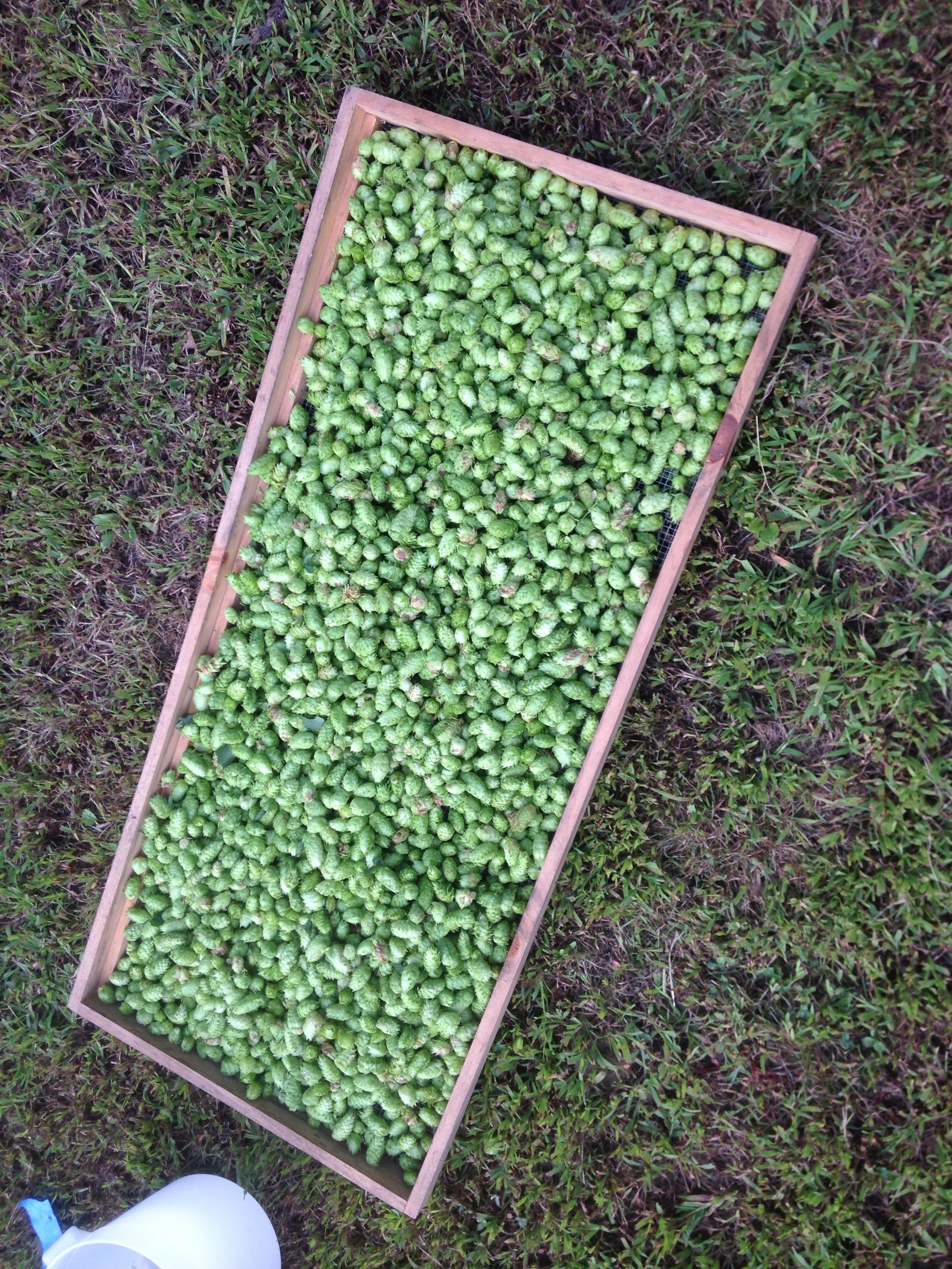 Growing Hops at Home : 9 Steps (with Pictures) - Instructables