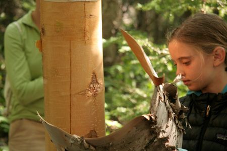 Harvesting Birch Bark : 10 Steps (with Pictures) - Instructables