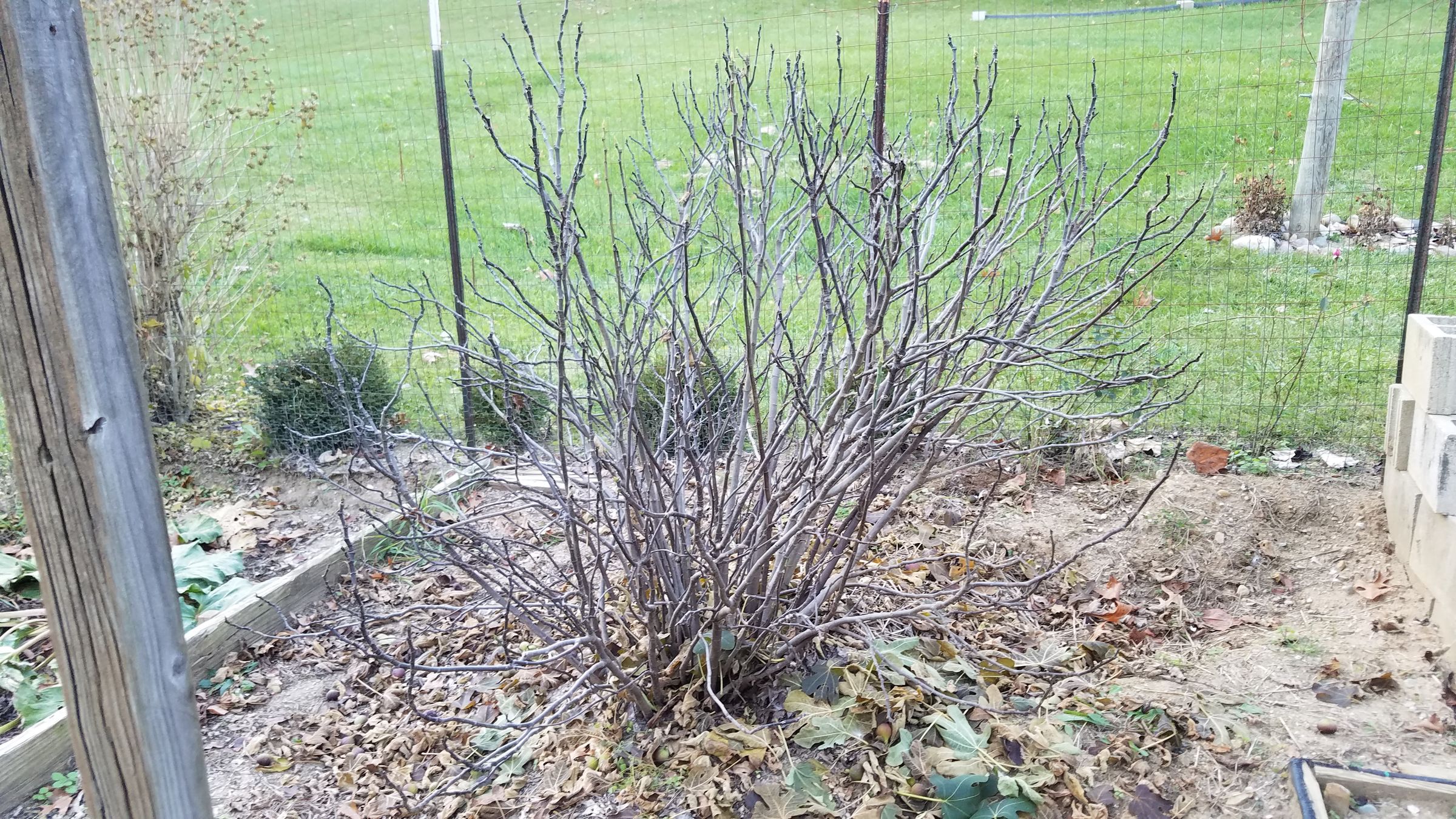 Bury a Fig Tree : 11 Steps (with Pictures) - Instructables