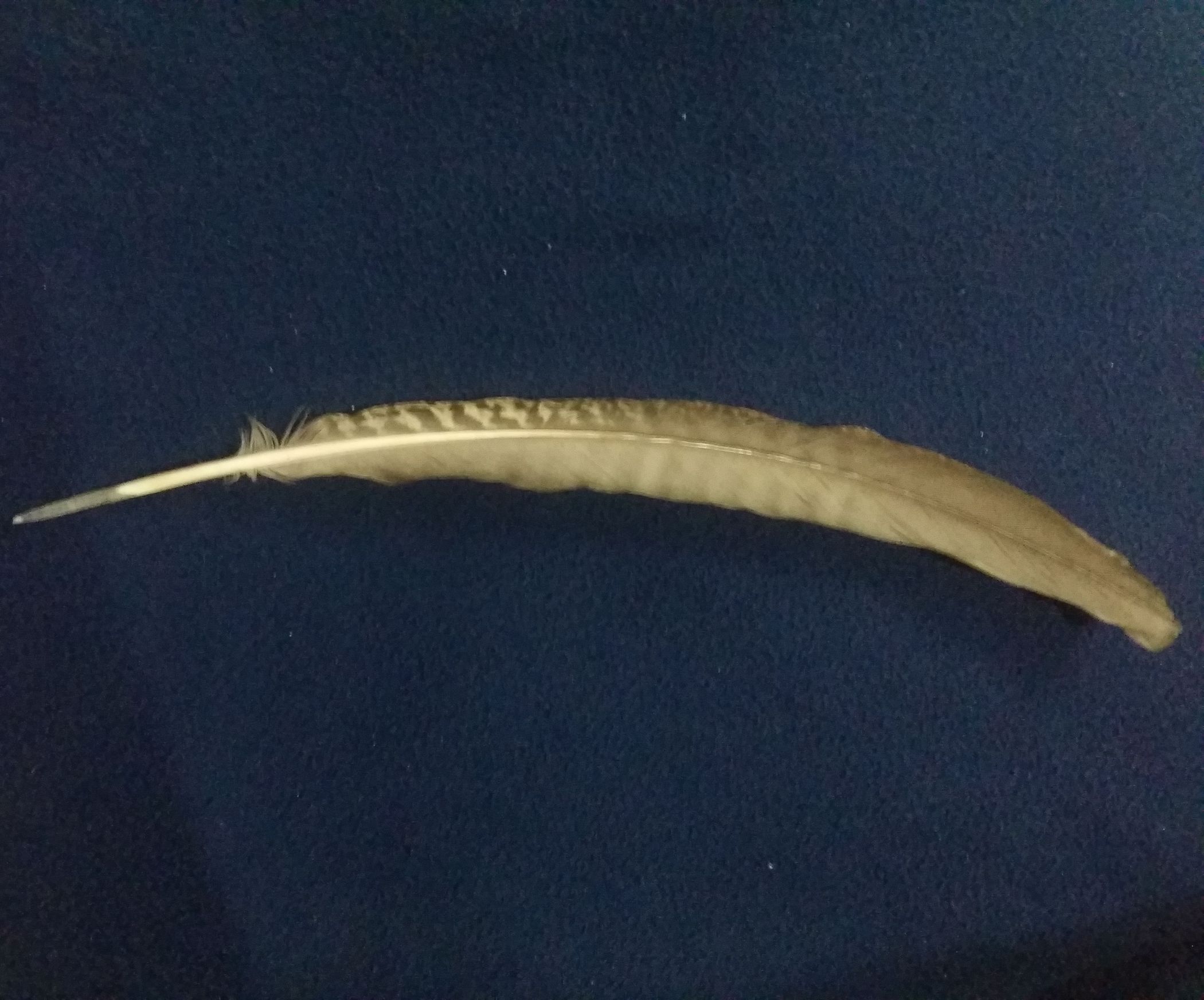 Feather Pen : 4 Steps (with Pictures) - Instructables
