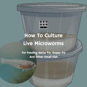 How to Culture Live Microworms for Fry and Small Fish : 4 Steps ...