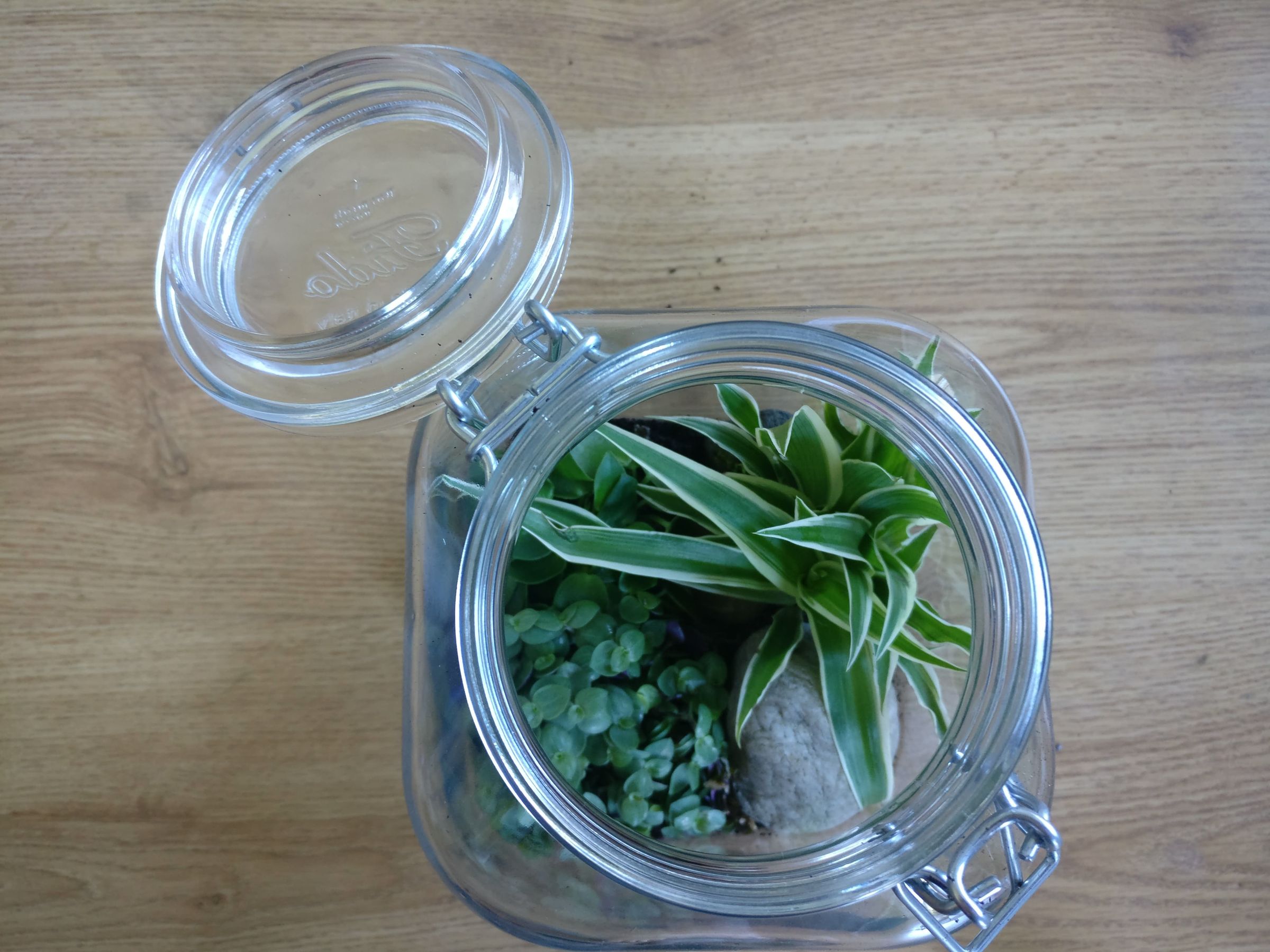 Do It Your-self Sustaining Ecosystem- : 6 Steps (with Pictures ...