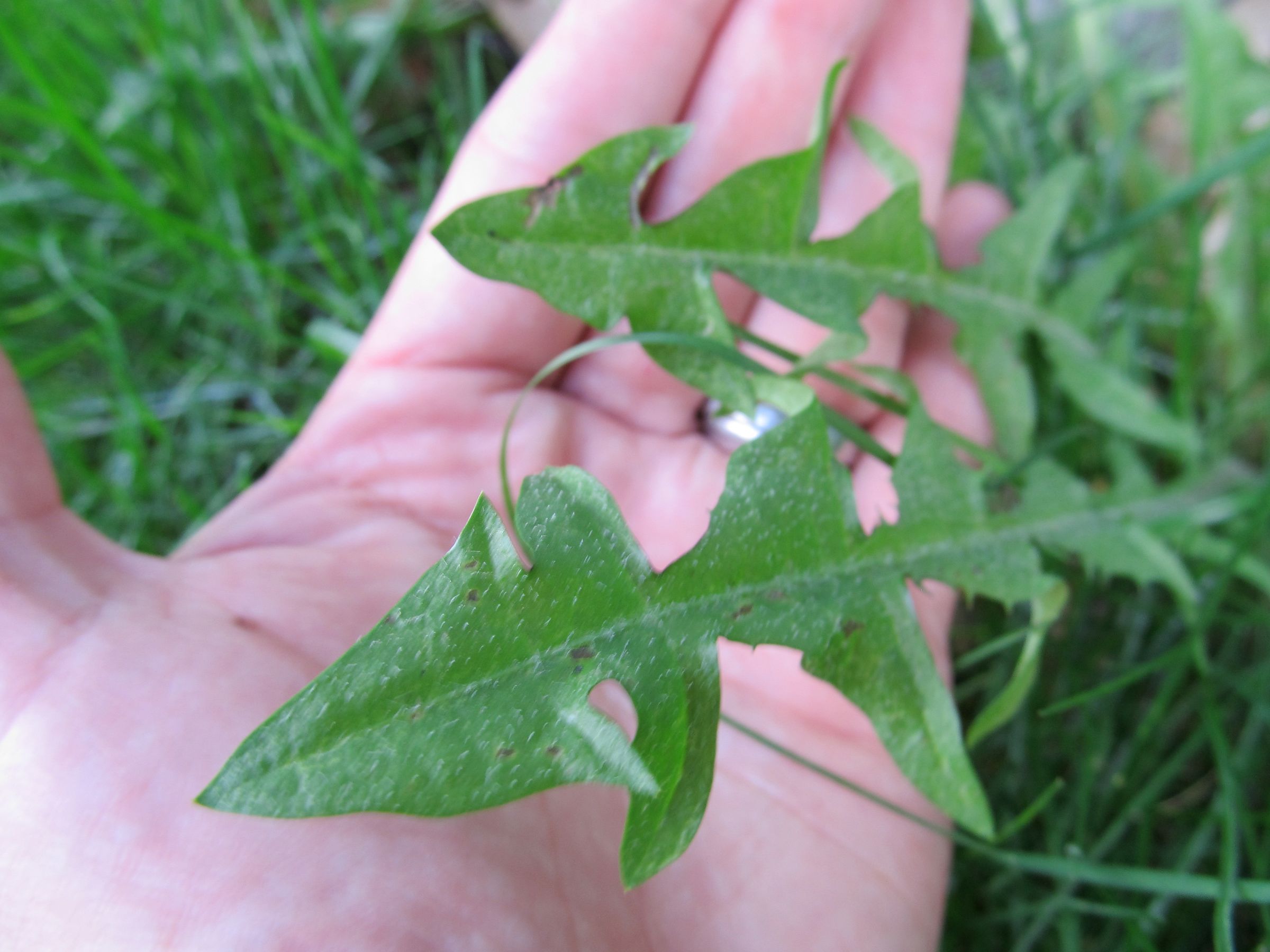 Harvest Your Dandelions! : 6 Steps (with Pictures) - Instructables