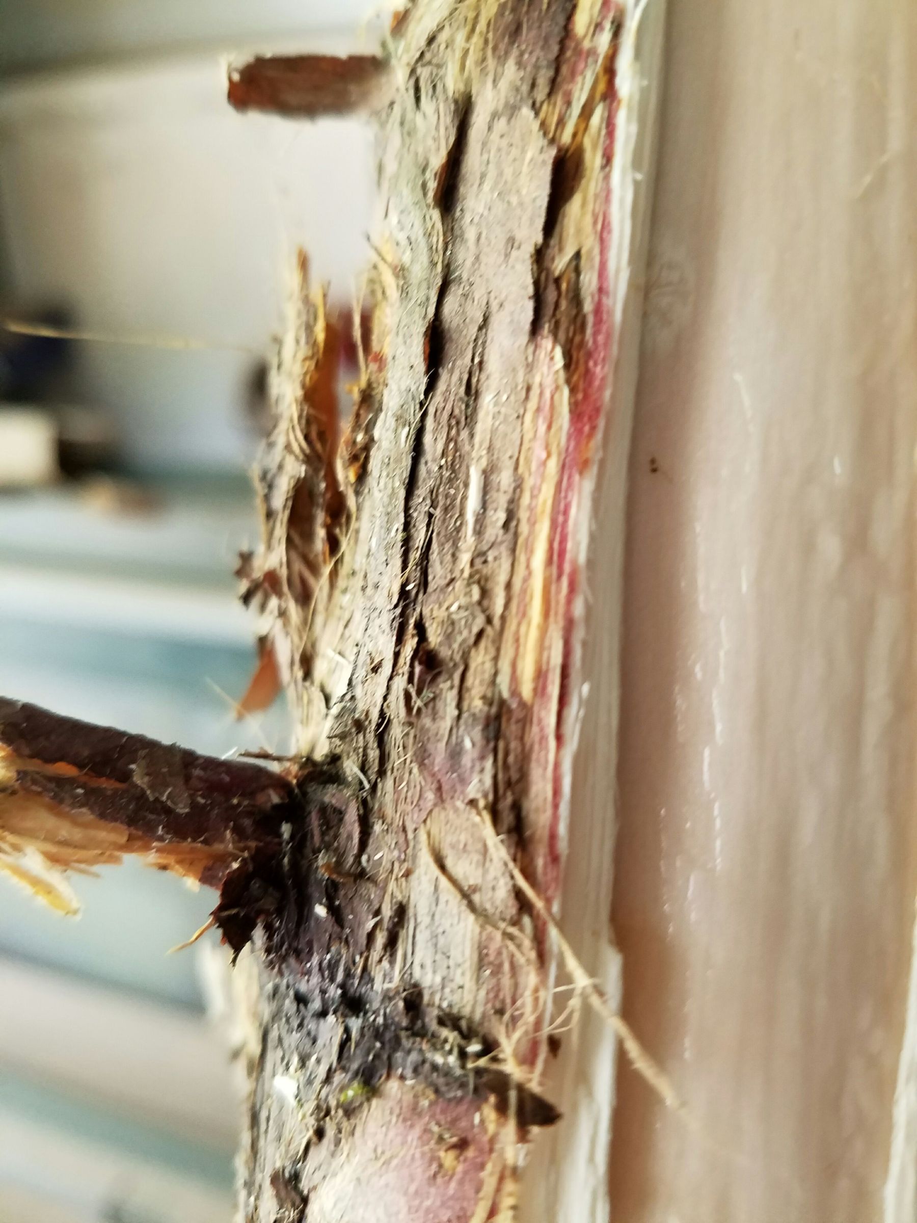 Turning Cedar Trees Into Walking Sticks : 12 Steps (with Pictures ...