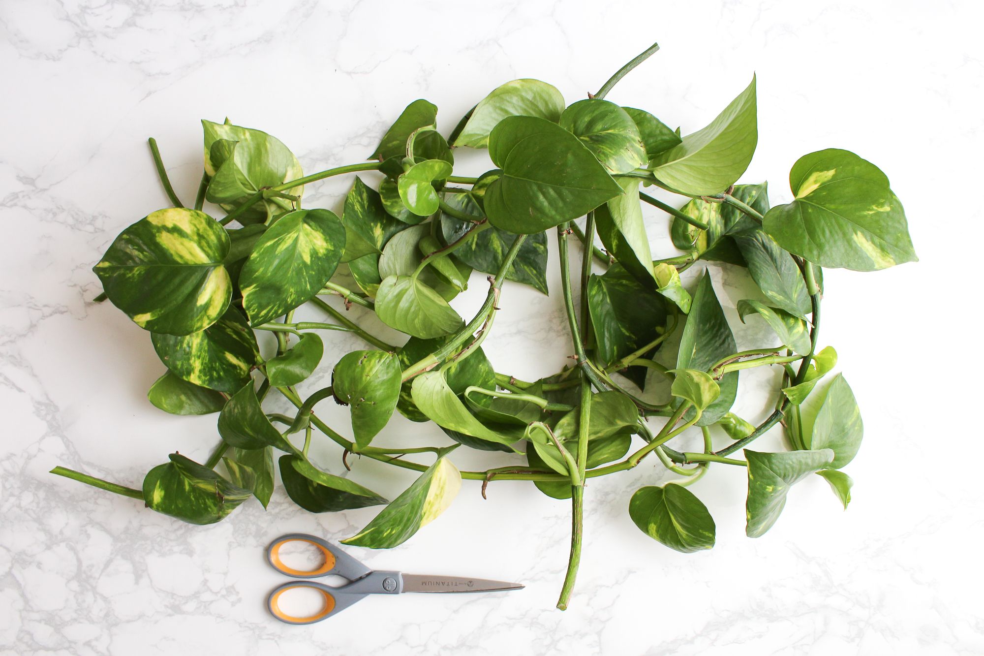 How to Propagate a Pothos Plant : 6 Steps (with Pictures) - Instructables