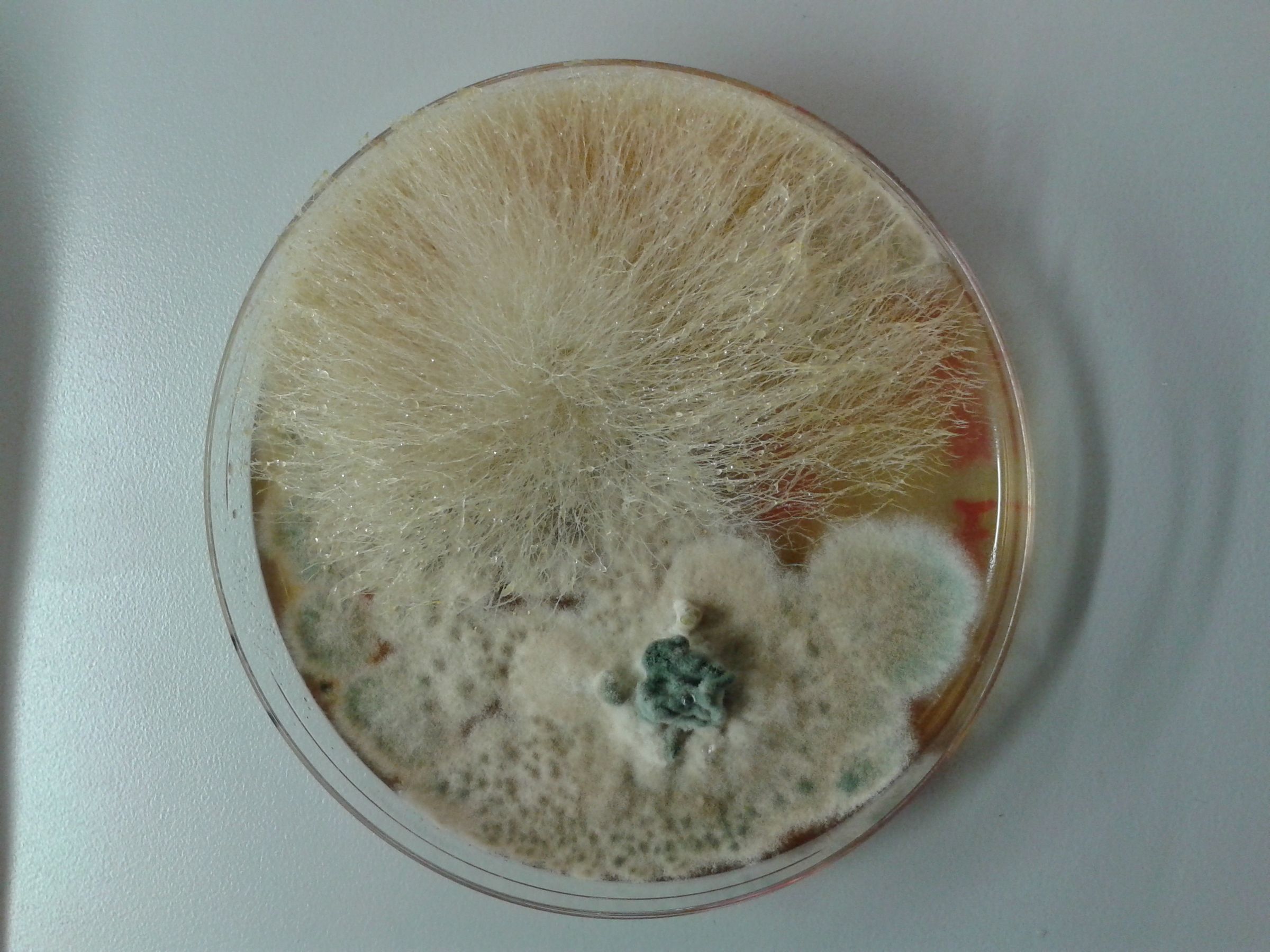 Canning Basics; How and Why It Works : 7 Steps (with Pictures ...