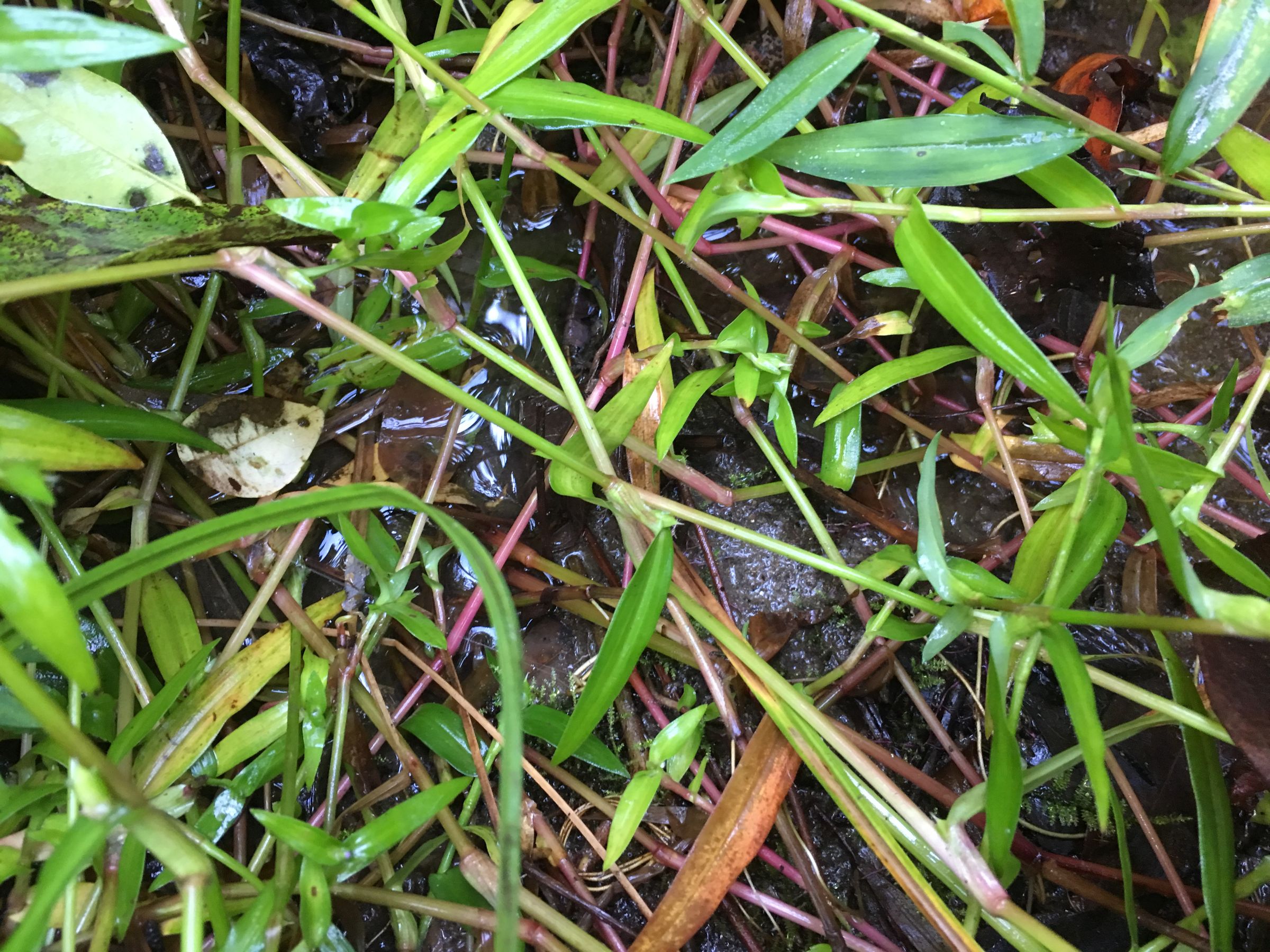 Spring Water Collection System : 16 Steps (with Pictures) - Instructables