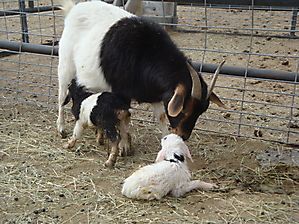 How to Care for Fainting Goats : 5 Steps - Instructables