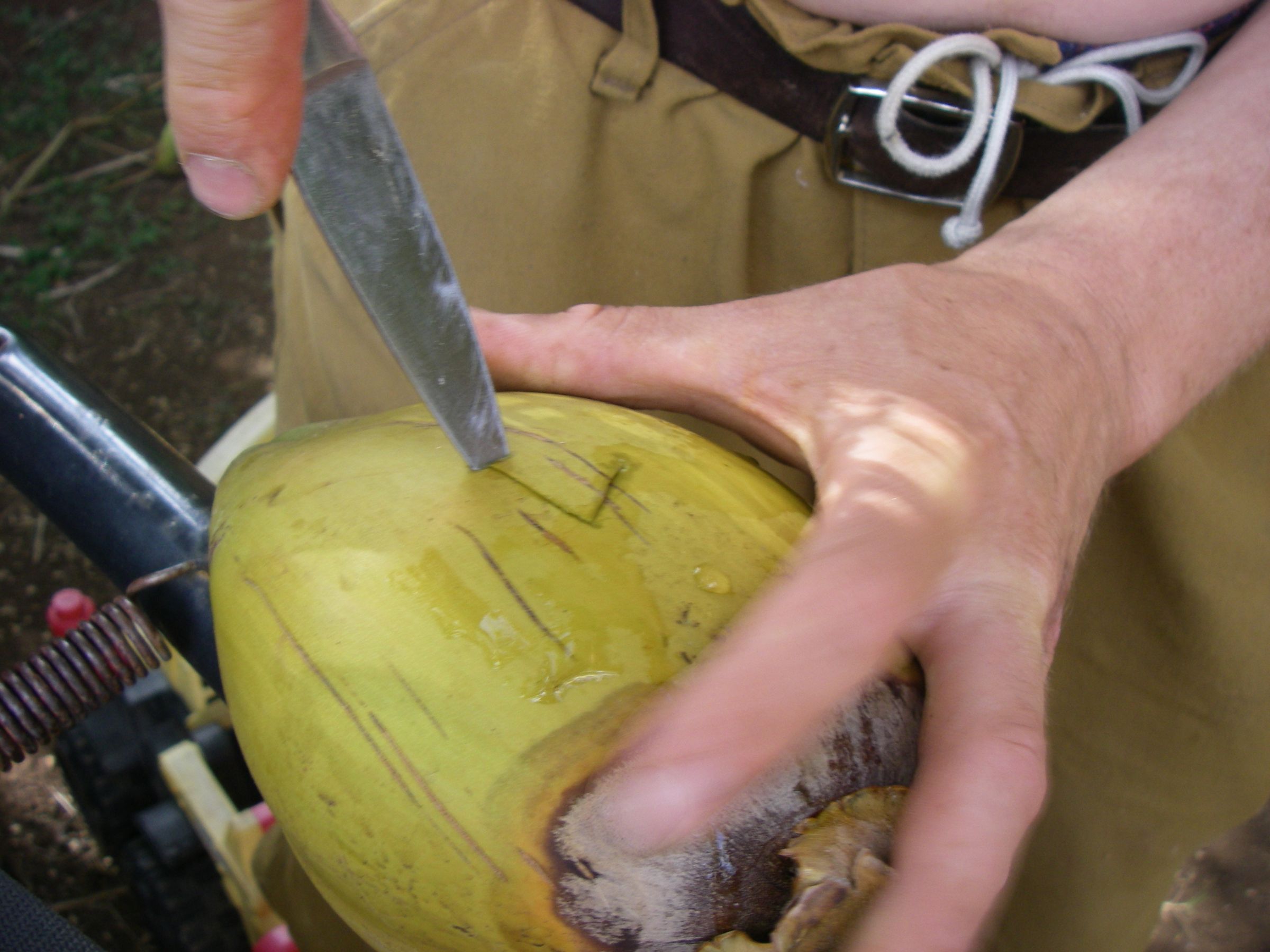 How to Open and Drink a Coconut : 13 Steps (with Pictures) - Instructables