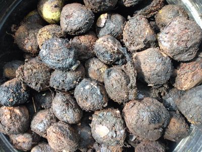 Black Walnut Harvesting & Processing : 11 Steps (with Pictures ...
