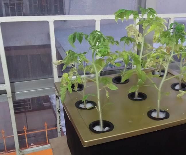 Dynamic Root Growing Hydroponic Technique