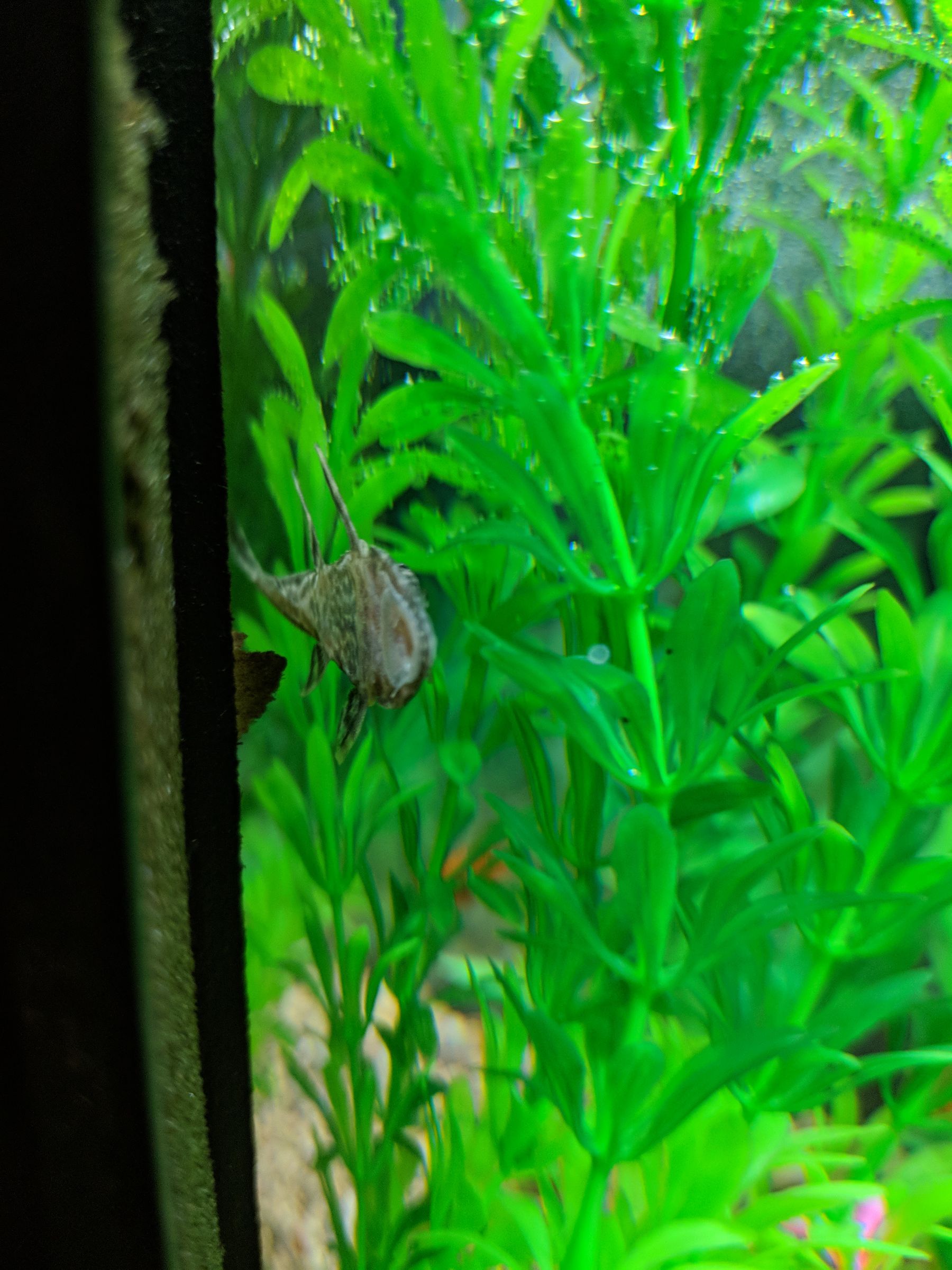 Build a TV Fish Tank : 6 Steps (with Pictures) - Instructables