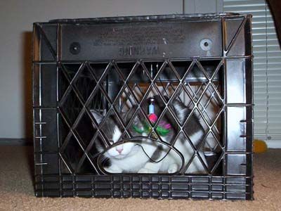 Cat Trap : 4 Steps (with Pictures) - Instructables