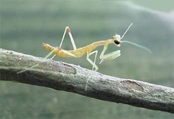How to Raise Baby Praying Mantis' : 6 Steps - Instructables