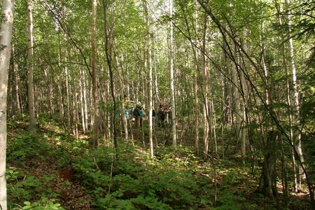 Harvesting Birch Bark : 10 Steps (with Pictures) - Instructables