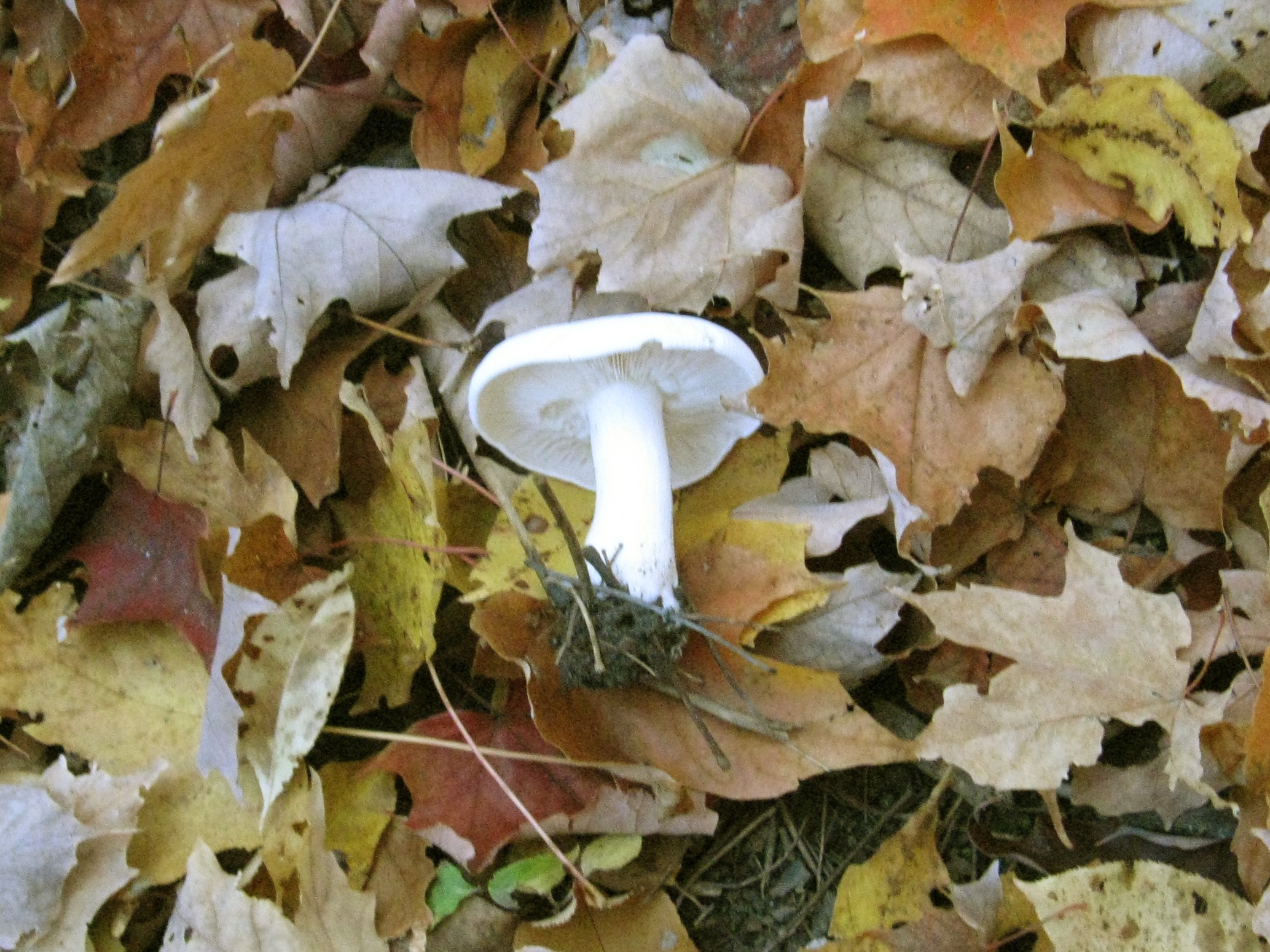 Snaring : 9 Steps (with Pictures) - Instructables